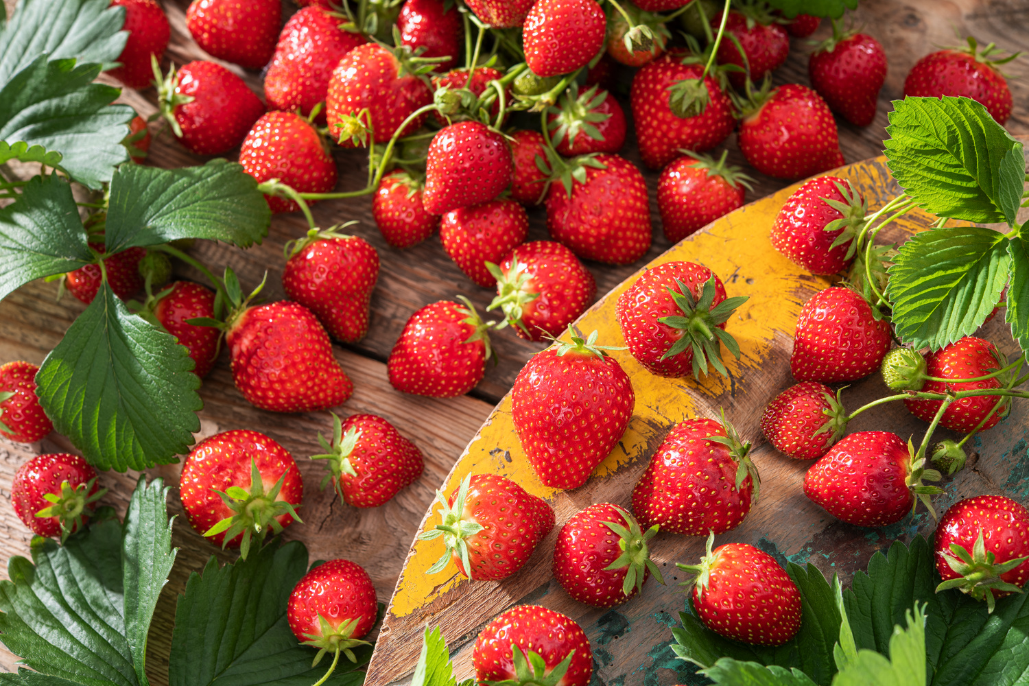 Cómo cultivar fresas con éxito – El Blog de Rocalba