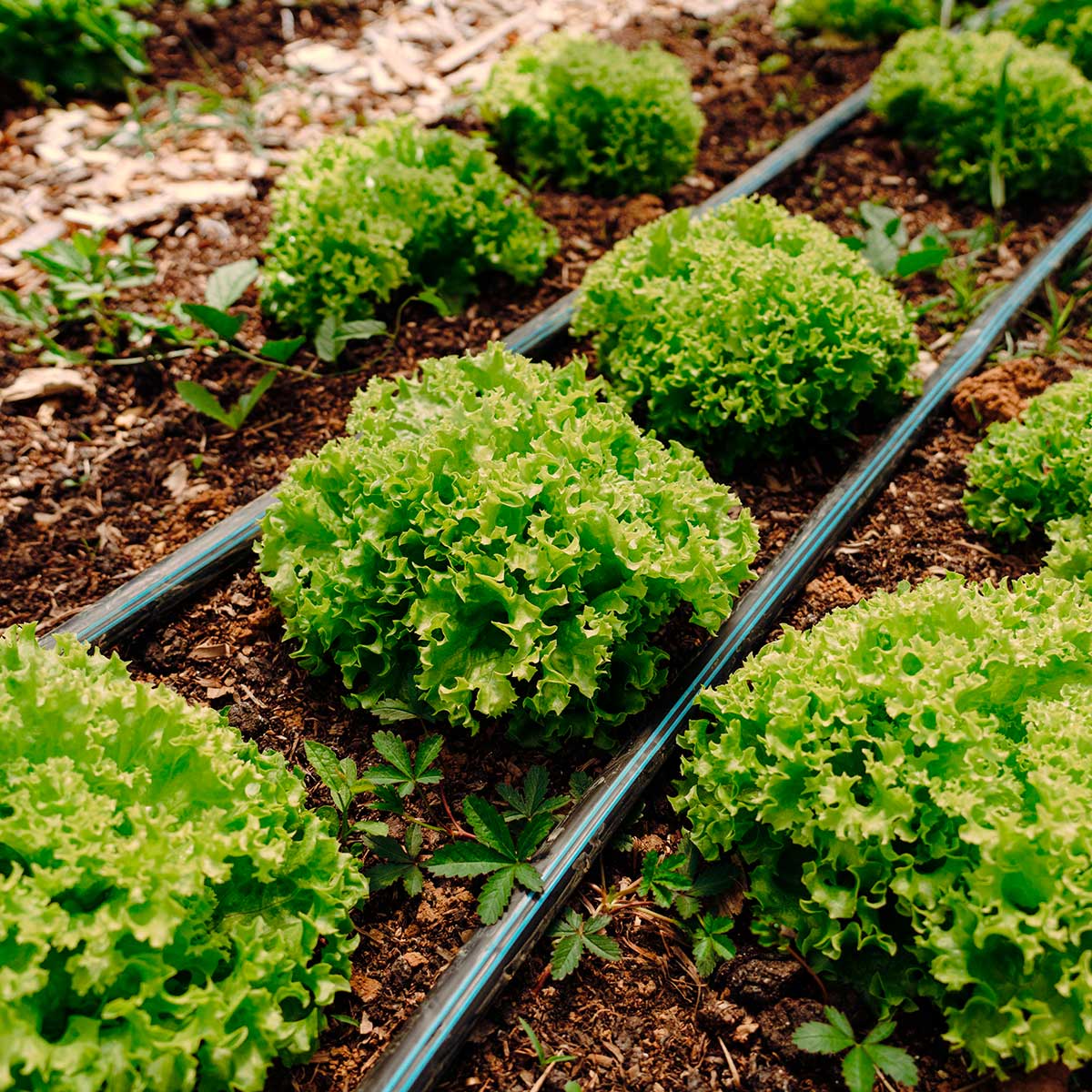Sequía: ¿cómo regar tu huerto o jardín? – El Blog de Rocalba