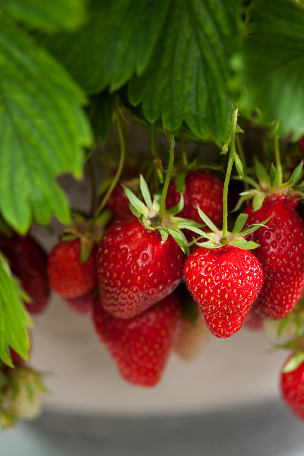 Cómo cultivar fresas con éxito – El Blog de Rocalba
