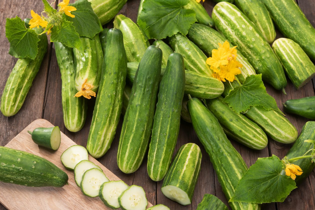 Cómo cultivar pepinos en casa: guía completa – El Blog de Rocalba