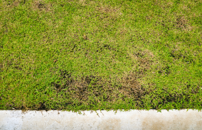 ¿Podemos sembrar césped en otoño? – El Blog de Rocalba