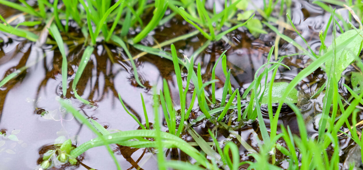 Césped encharcado por las lluvias de otoño ¿Cómo combatirlo? – El Blog ...