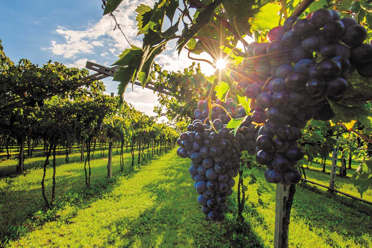 ¿Qué son las coberturas vegetales o cultivos de cobertura? – El Blog de ...