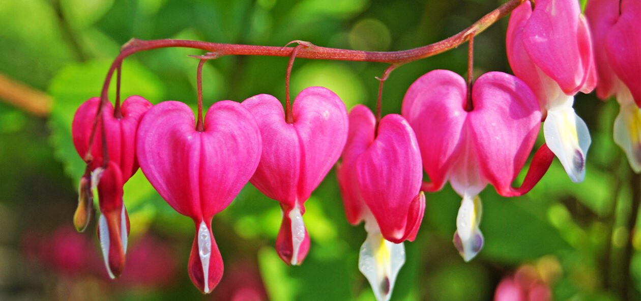 ¿Qué bulbos de primavera siembro esta temporada? – El Blog de Rocalba