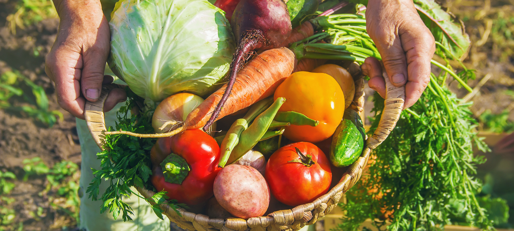 6 hortalizas que no pueden faltar en tu huerto – El Blog de Rocalba