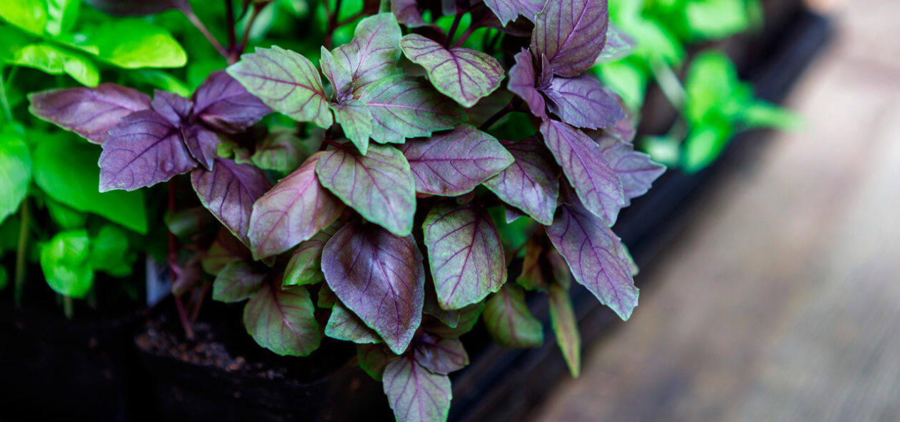 ¿Cómo utilizar las distintas variedades de albahaca? – El Blog de Rocalba